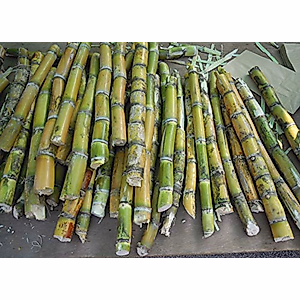 1099-Sugarcane, World's Tallest (Saccharum officinarum) Seeds by Robsrareandgiantseeds UPC0764425786917 Non-GMO,Organic,Bonsai, 1099 Package of 45 Seeds