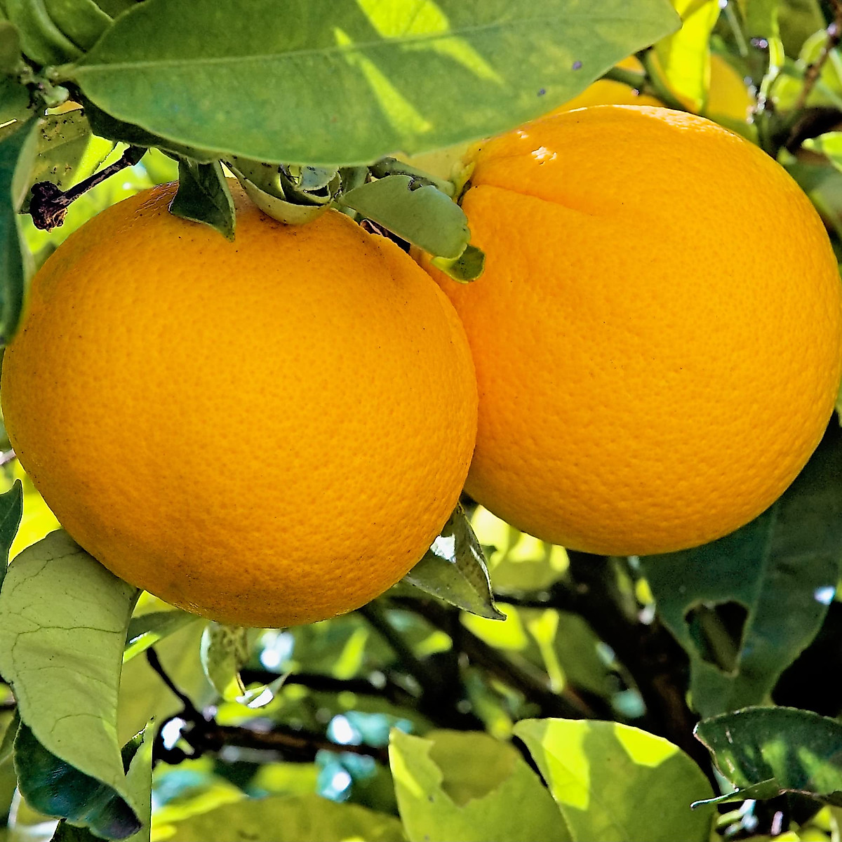 YEGAOL Garden 30Pcs Dwarf Washington Navel Orange Tree Seeds Non-GMO Fragrant Sweet Juicy Fruit Seeds Container Home Garden