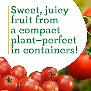 Bonnie PLANTS Husky Cherry Red Tomato Live Vegetable Plants - 4 Pack, Non-GMO, Bite Sized, Disease Resistant