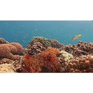 Plasmaquarium: Vol. Two - Ultra Coral Reef Aquarium (Widescreen)