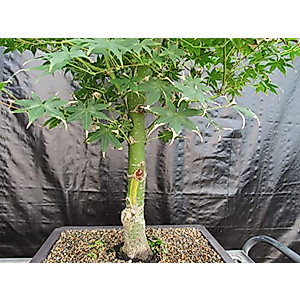 51 Year Old Golden Prosperity Japanese Maple Specimen Bonsai Tree