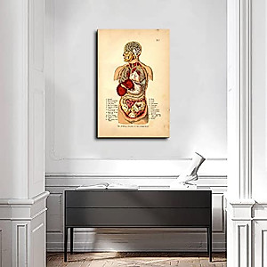 Internal Organs of The Human Body from The Household Physician 1905 Poster Canvas Print Wall Art Modern Bedroom Room Aesthetics Decoration Boys Women Gift (08x12inch-No Framed)