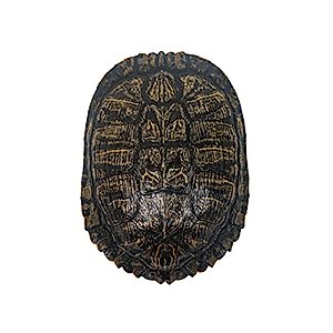 7-8" Red Ear Turtle Shell (227GS-0708) 10UB