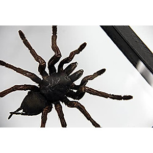 Real Giant Bird Eating Tarantula EURYPEIMA SPINCRUS Spider Taxidermy Transparent Boxed Display (Glass Background Black Frame)