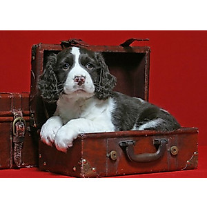 Shoot Your Dog with a Digital Camera Secrets of a Pet Photographer