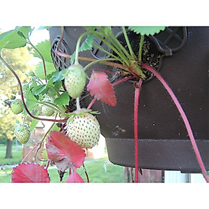 Ultimate Hanging Baskets - Strawberry, Tomato, Flower, and Herb Outdoor Planters - Use Garden Pots For Growing Plants Outside On A Deck, Fence, or Balcony (2, Mocha)