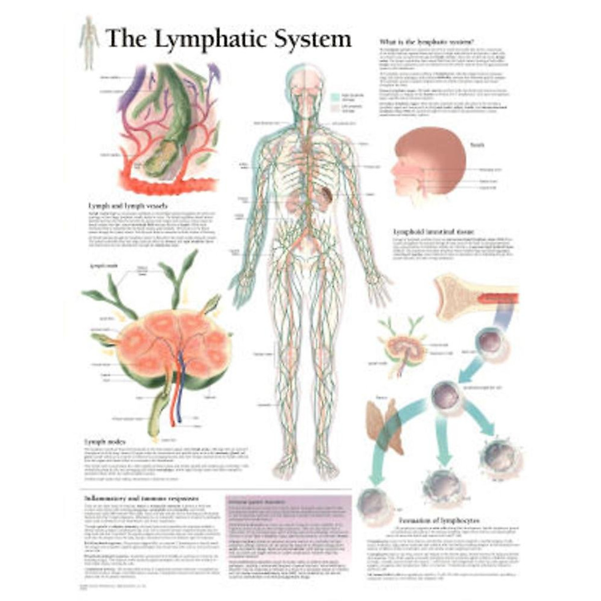 The Lymphatic System chart: Laminated Wall Chart