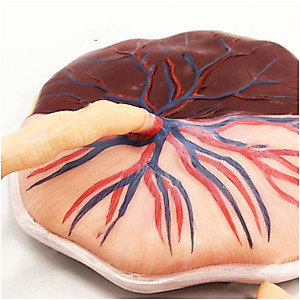 KH66ZKY Human Placenta Umbilical Cord Model - Reproductive System Anatomical Model - Human Internal Organs Medical Educational Training Aid