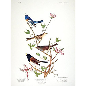 Lazuli Finch, Clay-coloured Finch, Oregon Snow Finch. From"The Birds of America" (Amsterdam Edition)