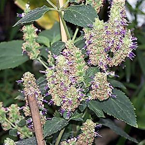 QAUZUY GARDEN 5 Seeds True Patchouli Seeds Perennial Fragrant Patchouly Pogostemon Cablin Pucha Pot Herb Shrub Bush- Non-GMO & Untreated Seeds- Easy Grow &Maintain