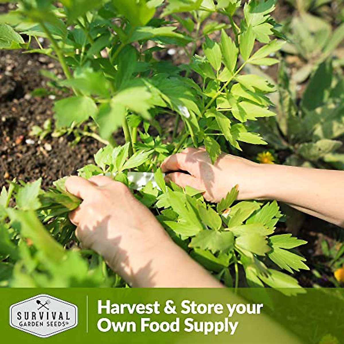 Survival Garden Seeds - Lovage Seed for Planting - Packet with Instructions to Plant and Grow Perennial Levisticum Officinale Culinary Herb in Your Home Vegetable Garden - Non-GMO Heirloom Variety