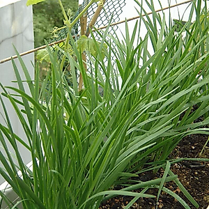 Chinese Leek Seeds for Planting(500 Seeds)