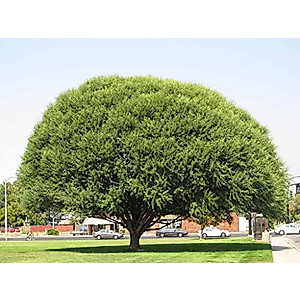 Two (2) Globe Willow Tree Cuttings - Fast Growing Shade or Privacy - Get 2 Live Tree Plants - Globe Willow - Great for Bonsai