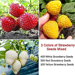 800+ Strawberry Seeds 400 White 300 Red and 100 Yellow Strawberry Seeds Mixed for Planting