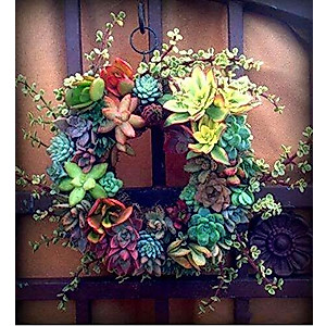 50Pcs / Bag Succulent Seeds Er Seeds Mix Lithops Pseudotruncatella Living Stone Garden Succulents-Seeds Flower : 2