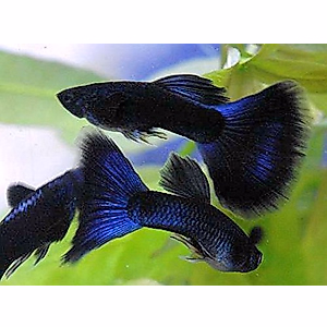 WorldwideTropicals Live Freshwater Aquarium Fish - 5-Pack of Mixed Color Male Guppies - by Live Tropical Fish - Great For Aquariums - Populate Your Fish Tank!