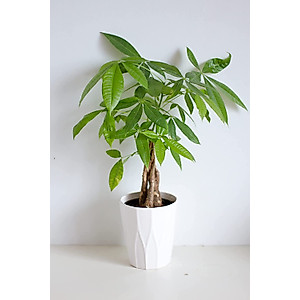 Money Tree Potting Soil Mix (2 Quarts); Custom Blend for Money Plant Container Gardening