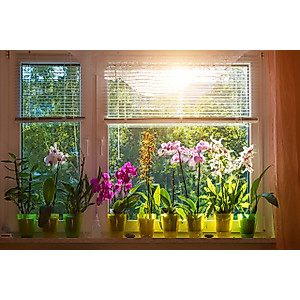 Orchid Fertilizer | Food | Encourages Orchids to Grow in Pot/Pots | for Indoor Outdoor Plant | Orchid Potting Mix by Aquatic Arts