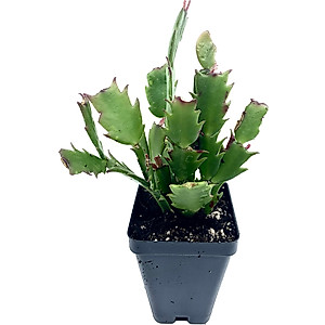 2" Peach Color Christmas Cactus Live Plant. (Peach)