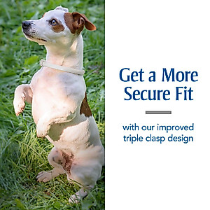 PetArmor Flea & Tick Collar for Dogs, Kills Fleas & Ticks, Long Lasting Protection for 6 Months, Water Resistant, One Size Fits All, 2 Collars