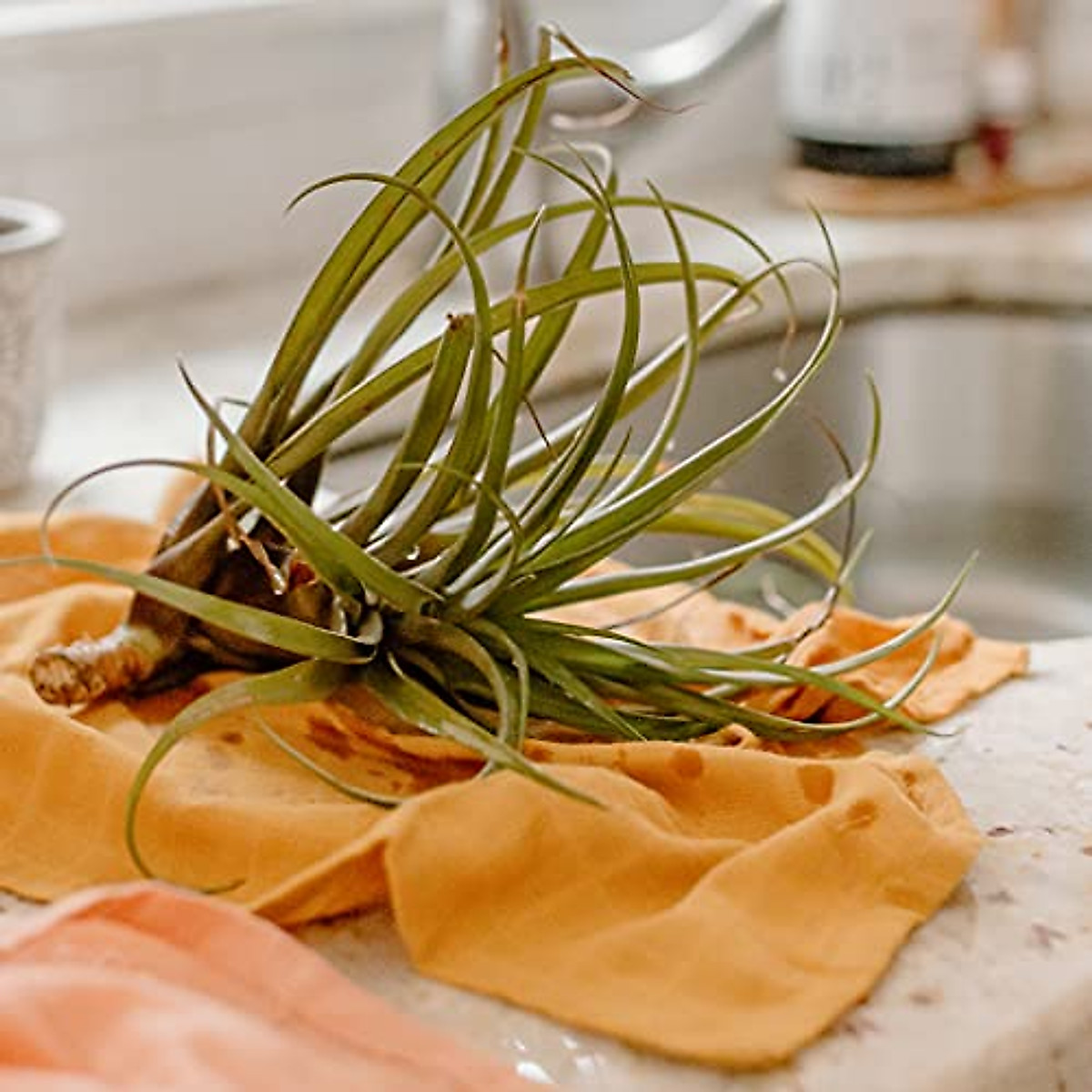 Full Circle Kind Collection 100% Organic Cotton Plant-Dyed Dish Cloths, Set of 3, Indigo