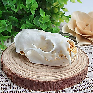 Acxico 1Pcs Mink Skulls Skull Specimen Animal Bone Specimen Gifts Skulls