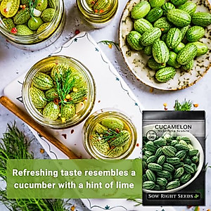 Sow Right Seeds - Cucamelon Seeds for Planting - Non-GMO Heirloom Packet with Instructions to Plant an Outdoor Home Vegetable Garden - Mini Bitter Mouse Melon, Mexican Sour Gherkin - Rare Variety (1)