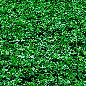 500 Alfalfa Cover Crop Seeds | Non-GMO | Heirloom | Fresh Garden Seeds