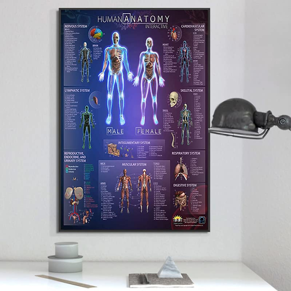 Anatomy Posters - Spinal Nerves Anatomical Chart - Anatomy and Physiology Study Tools - Human Body Medical Posters - Human Anatomy Poster for Clinic Office Medical Graduate Dorm - 20x28 inch Unframed