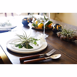 Shop Succulents Bromeliad Collection Hand Selected Variety of Tillandsia Ionantha, Purifying Live Indoor Air Plants