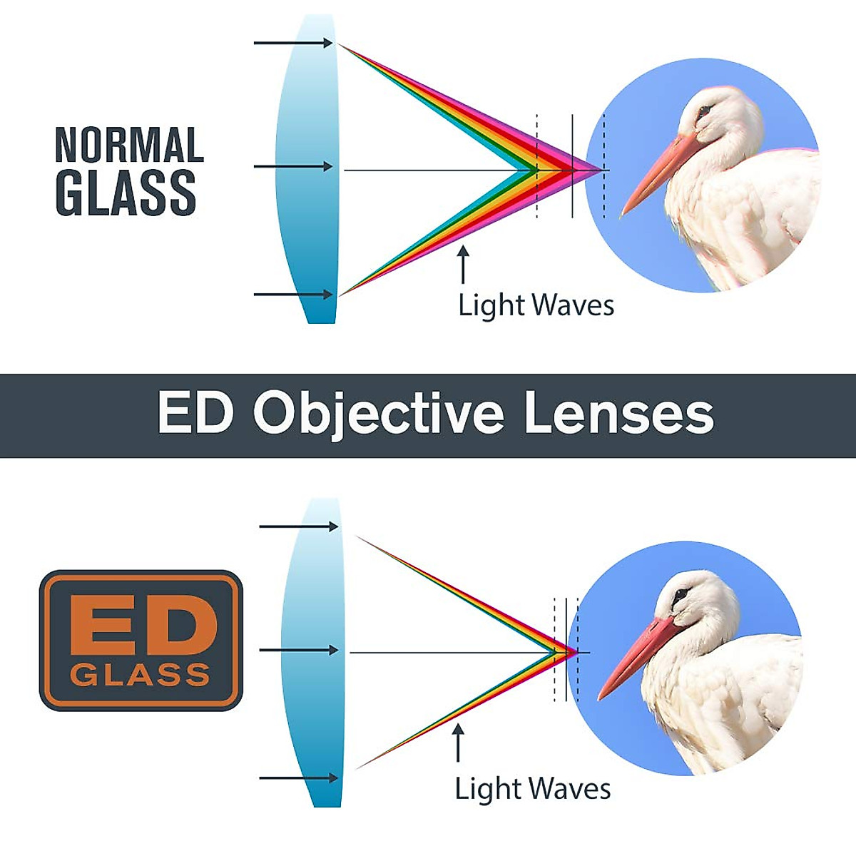 Celestron TrailSeeker 8x42 ED Binoculars - Compact Birdwatching Binoculars with ED Objective Lenses, Broadband Multi-Coated Optics, BaK4 Roof Prism