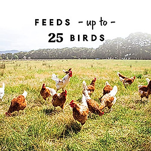 Harris Farms Free Range Hanging Poultry Feeder | Twist Lock Base | 10 Pound,White