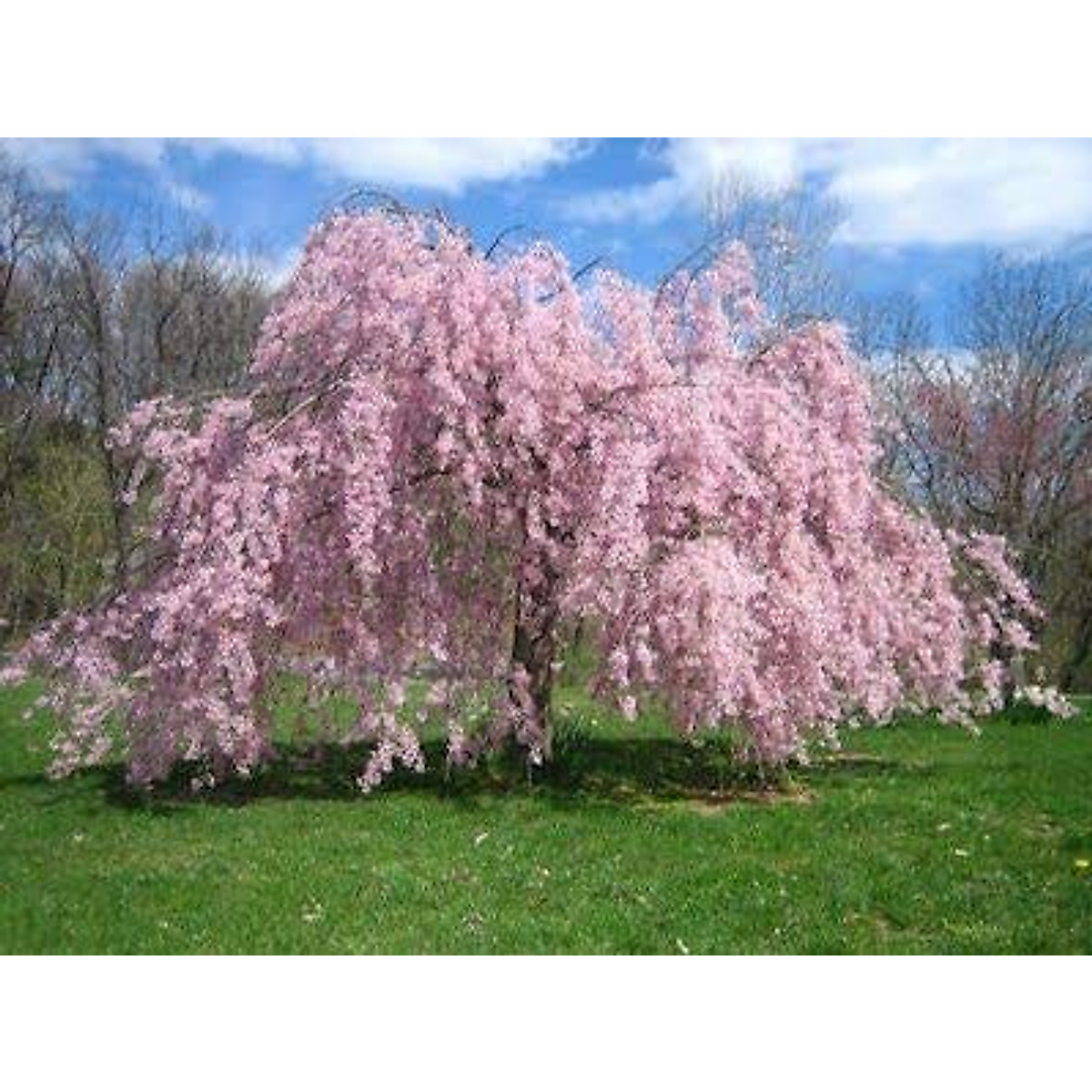 Weeping Cherry Tree Seeds for Planting | 10+ Seeds | Highly Prized for Bonsai, Weeping Cherry Tree - 10+Seeds - Outdoor Flowering Tree