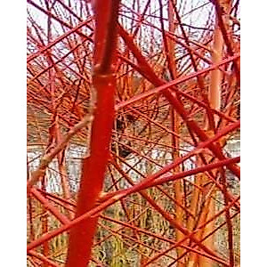 Red Flame Willow Trees - Burning Bush - Fast Growing and Stunning Color (2 Trees)