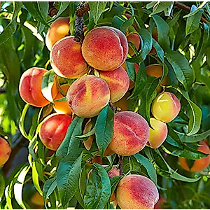 Peach Tree Seeds - 2 Large Seeds - Grow Fruit Bearing Bonsai - Made in USA. Ships from Iowa