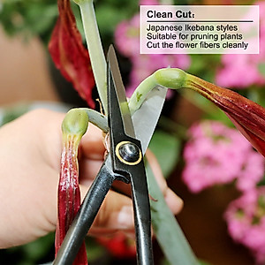 Qnbes Satsuki Bonsai Scissors 205mm, Professional Japanese Bonsai Garden Tools, Gardening Pruning Shears for Bonsai Trimming and Arranging Flowers
