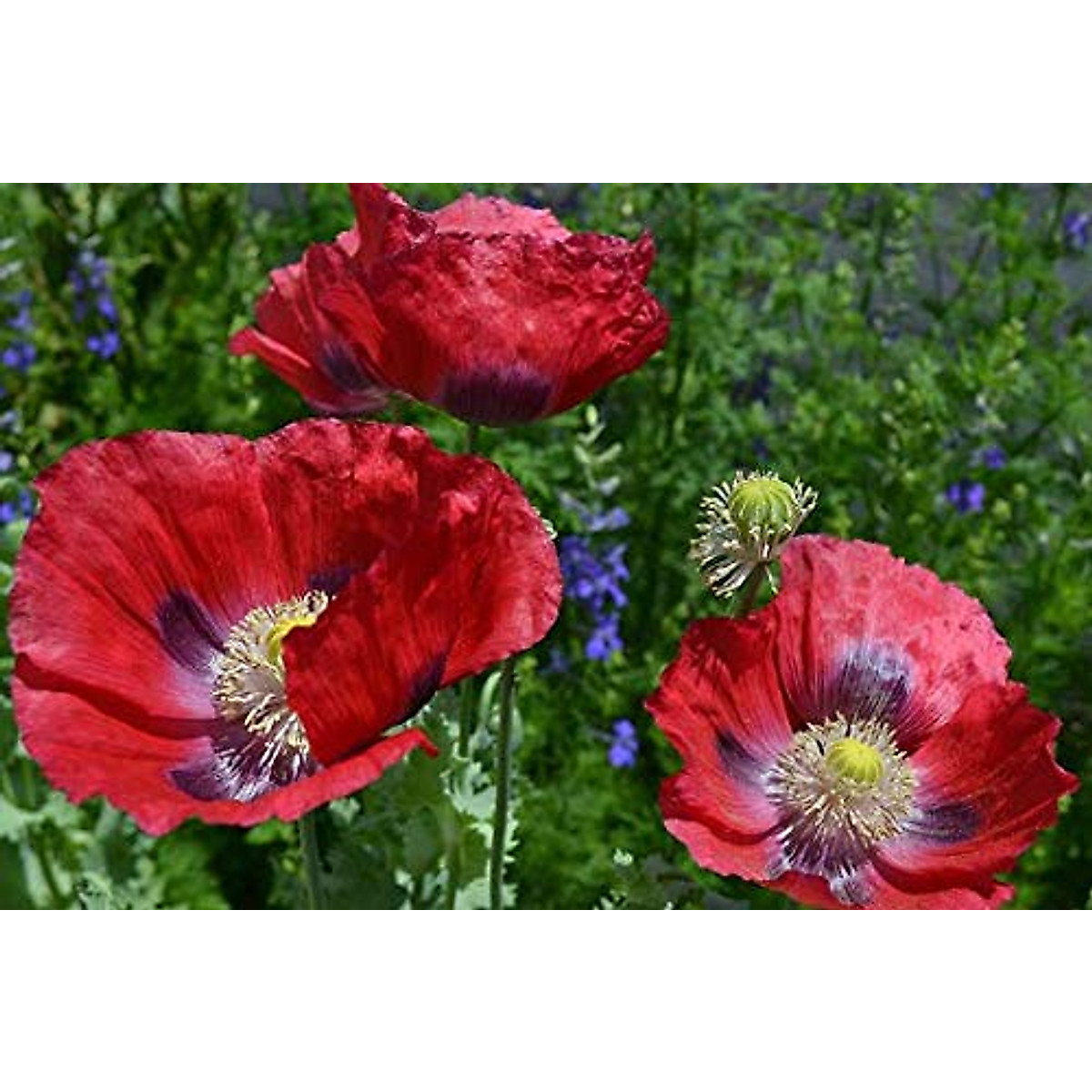 Giant Red Poppy Papaver Somniferum Premium Seed Packet