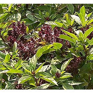 Heirloom Thai Basil Seeds - Ocimum basilicum VAR. thyrsiflorum - 350 Seeds, 1/2 Gram - B232