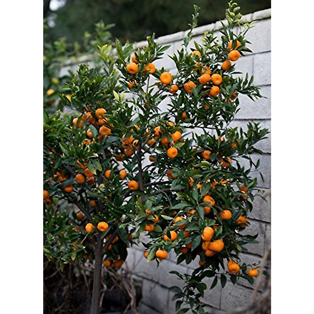 10 Edible Fruit Mandarin Bonsai Tree Seeds, Citrus Bonsai Mandarin Orange Seeds