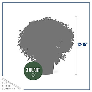 Live Flowering Hardy Chrysanthemum - Red - Colorful Fall Mums - 15" Tall by 12" Wide in 3 Qt Pot