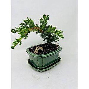 Juniper Bonsai Tree in Green Ceramic Tray Planter/Live Plant/Peaceful Airplants