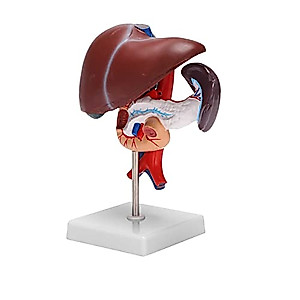 Human Liver Pancreas Duodenum Anatomical Anatomy Model Model Life Size Structure Model of Liverspleen Blood Vessel for Education Demonstration