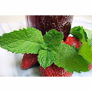 100+ Strawberry Mint Herb Seeds Non-GMO Fragrant Rare! US Grown!