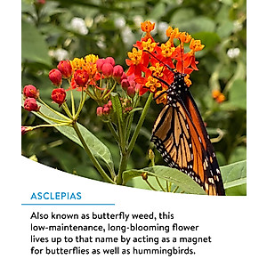 Burpee Wildflower 25,000 Bulk, 1 Bag 18 Varieties of Non-GMO Flower Seeds for Hummingbirds and Butterflies