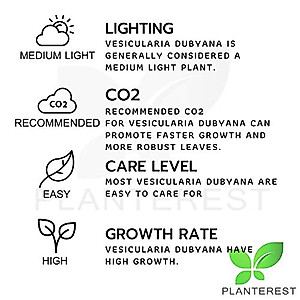 Planterest - Java Moss | Vesicularia Dubyana Freshwater Live Aquarium Plant BUY2GET1FREE