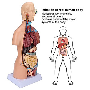 Body Internal Organs Model, Accurate Structure Human Torso Model for Hospital for School