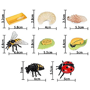 SIENON 8pcs Honey Bee & Ladybug Life Cycle Figurines - Plastic Insect Animal Growth Cycle Kit Montessori Toy Figures for Kids 3-8 Years Old