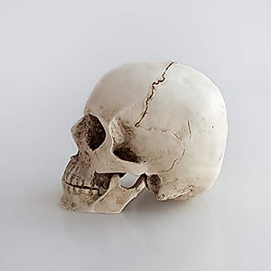 KABAKE Resin Medical Life Size Replica Realistic Human Skull Head Bone Model, Anatomy White Resin Skull High Precision Teaching Tool Halloween Decor