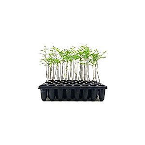 Bald Cypress | 10 Live Trees | Taxodium Distichum | Fast Growing Shade Tree Wet Tolerant