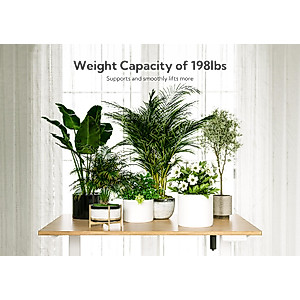 INNOVAR Solid Wood Electric Standing Desk, 55x24 Inches Adjustable Height Stand up Desk with Whole Piece Desktop, Sit Stand Home Office Desk White Frame/Nature Top